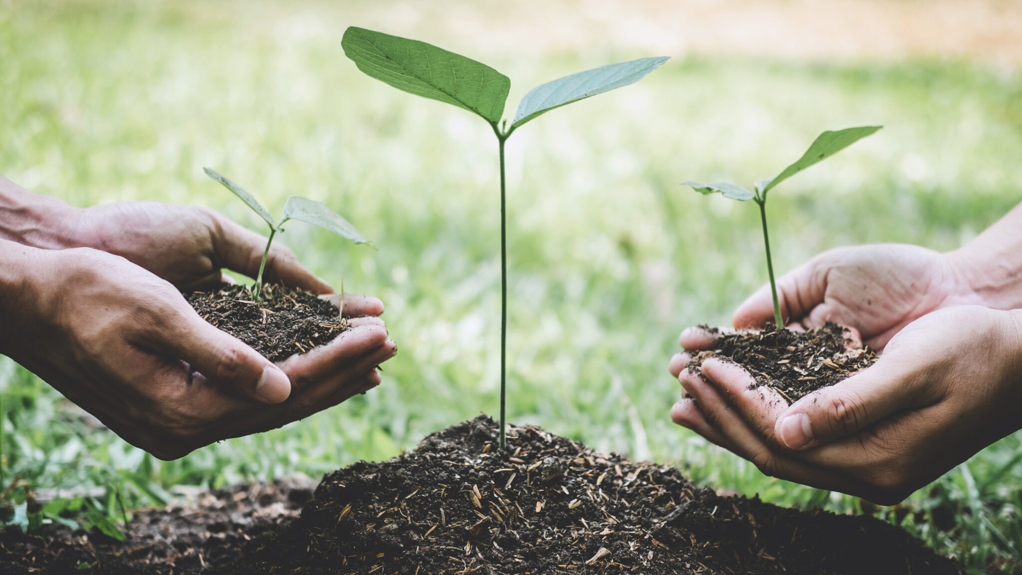 Home - TreePlanters